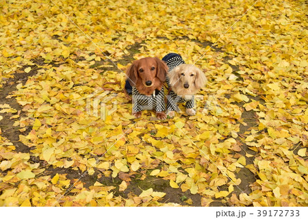 ハート銀杏の写真素材 - PIXTA