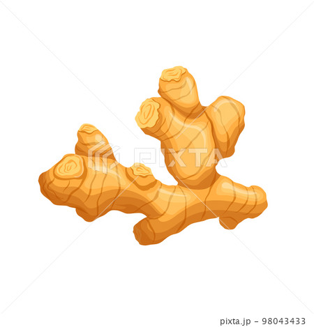 Ginger Vector