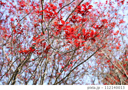 紅葉スモモの写真素材 - PIXTA 紅葉スモモの写真素材 - PIXTA